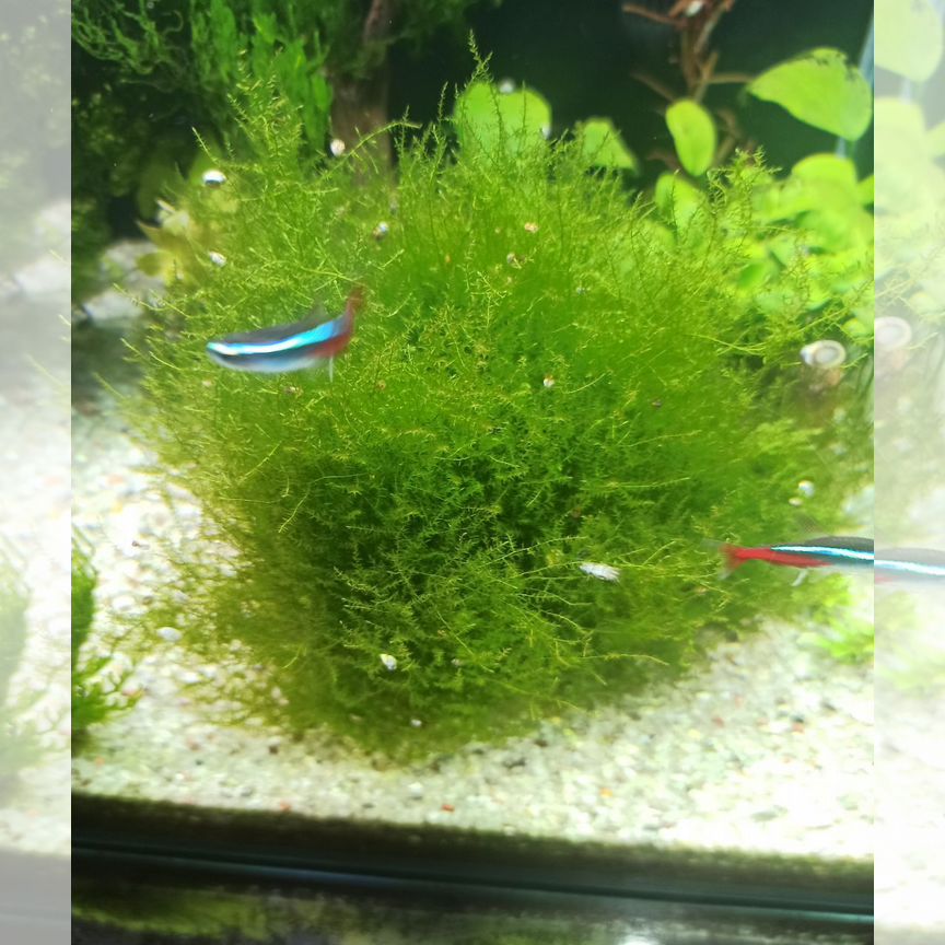 Аквариумные растения