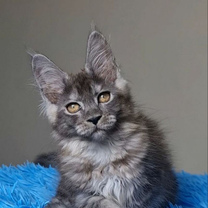 Котята мейн-кун