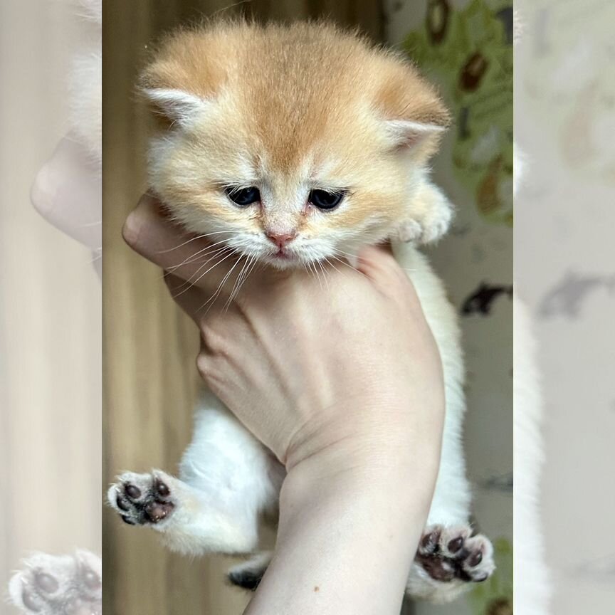 Британский короткошёрстный котёнок