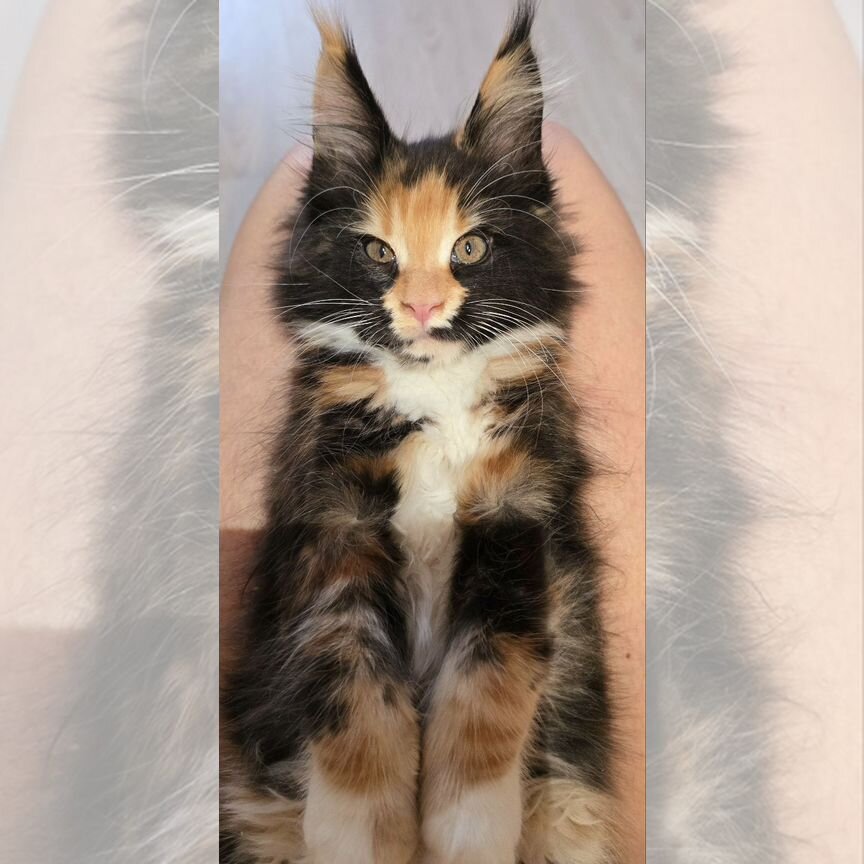 Мейн-кун котёнок
