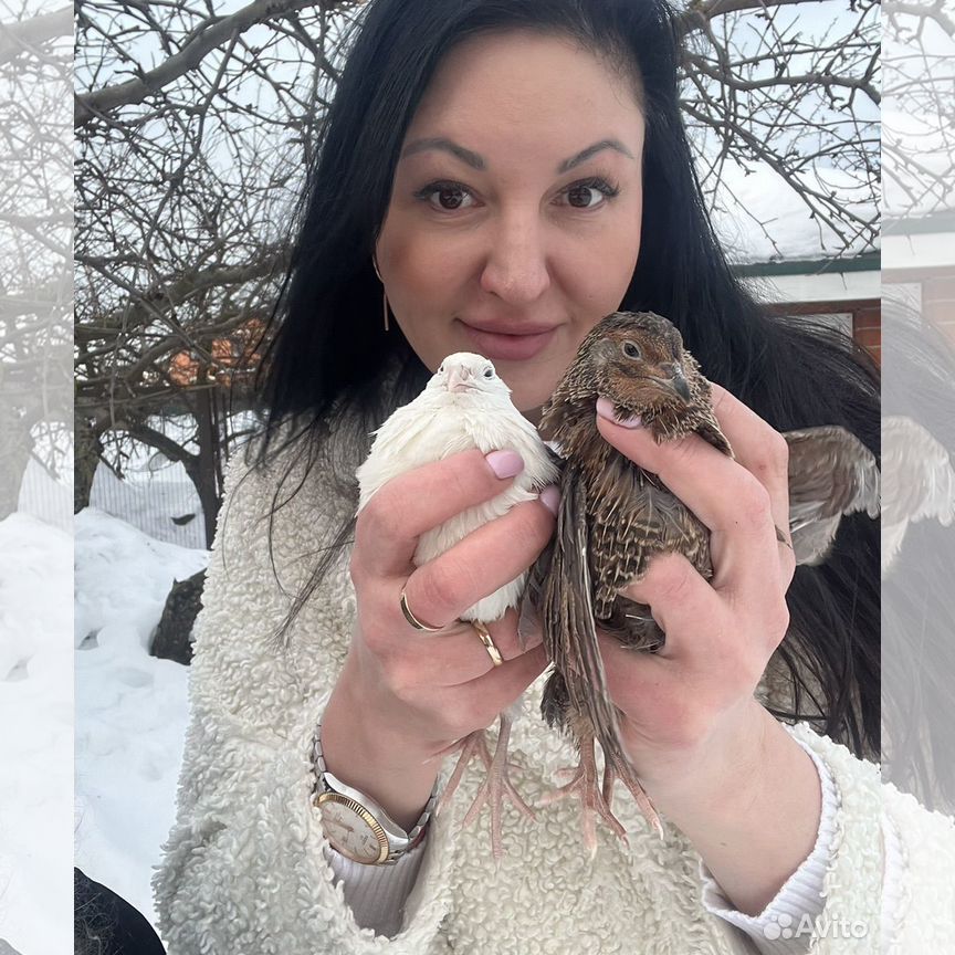 Перепела селадон феникс техасец