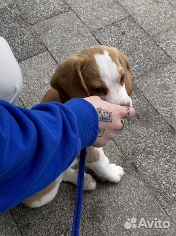Щенок бигля