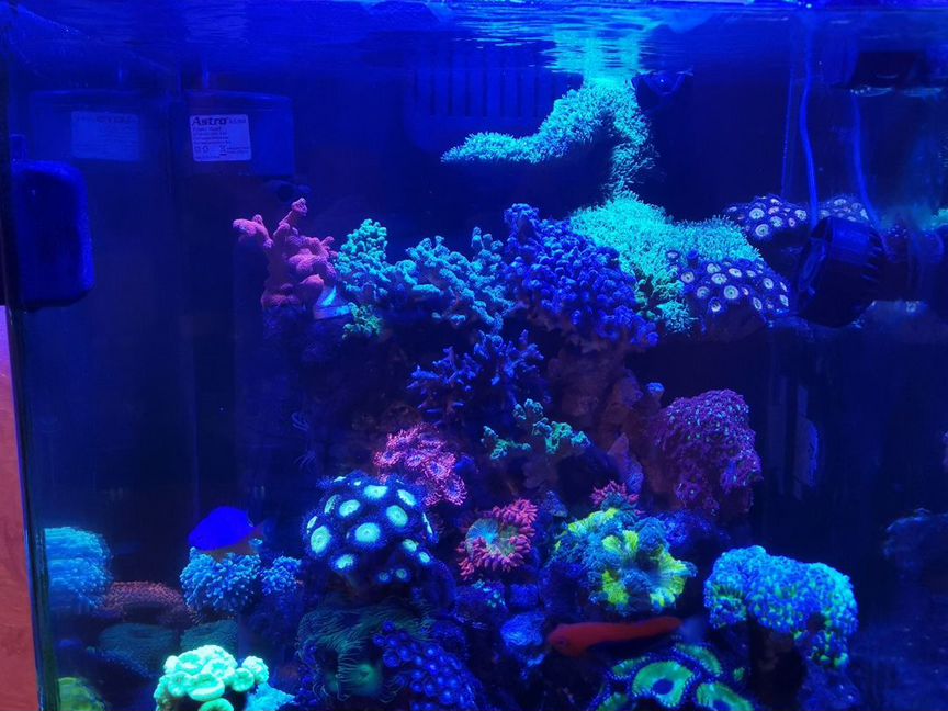 Морской аквариум