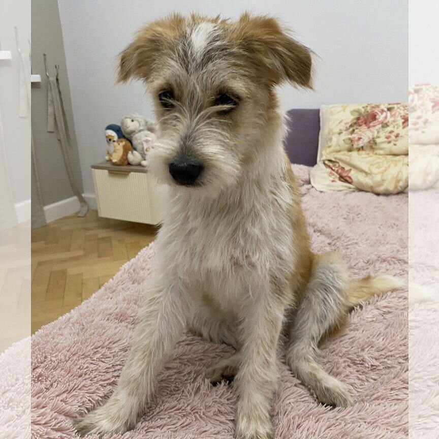 Щенок в добрые руки