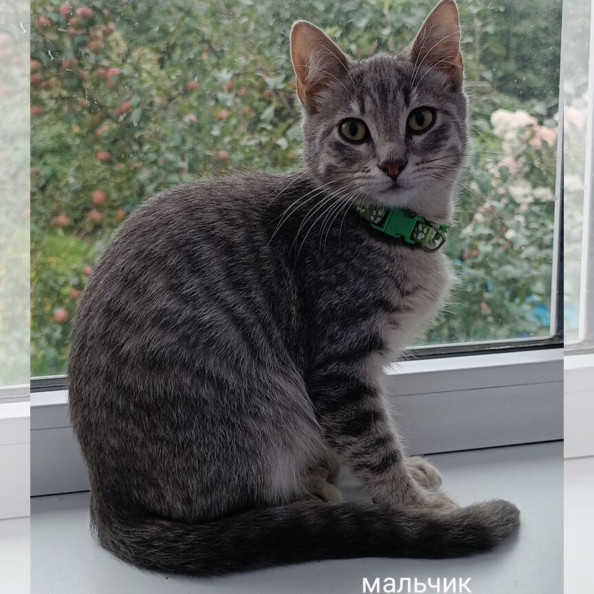 Котята в надёжные руки