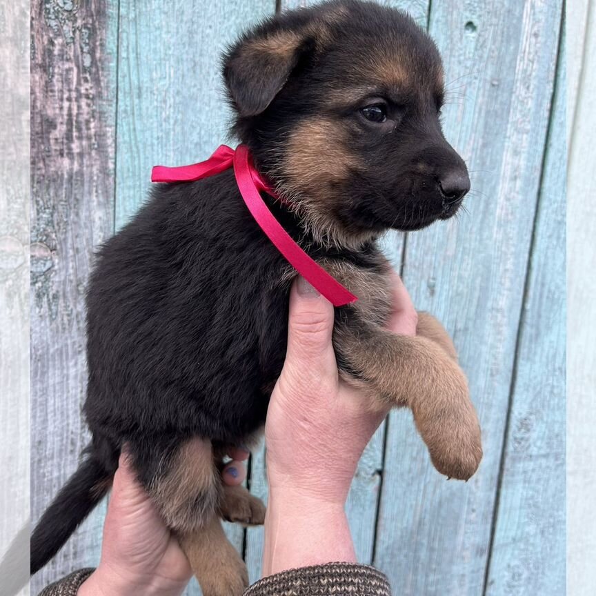 Немецкая овчарка, щенок