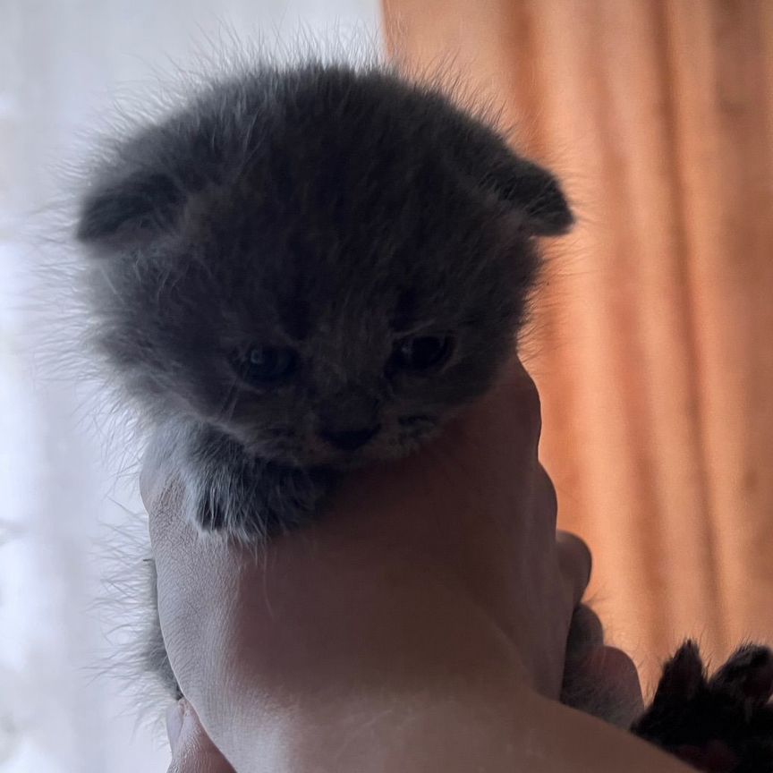 Шотландский вислоухий короткошёрстный котёнок