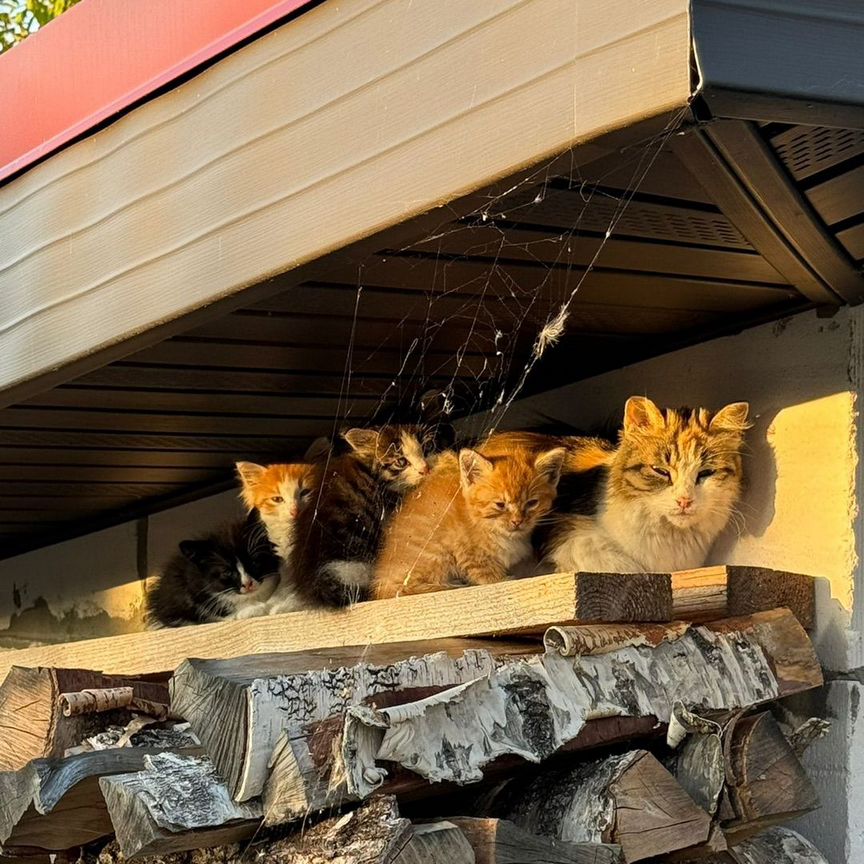 Отдаю в добрые руки котят и кошку