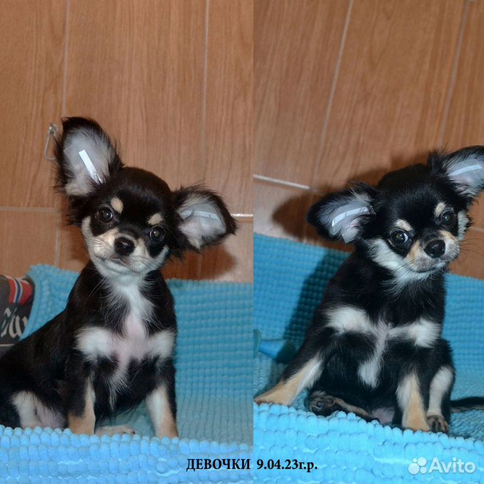Милашки чихуашки
