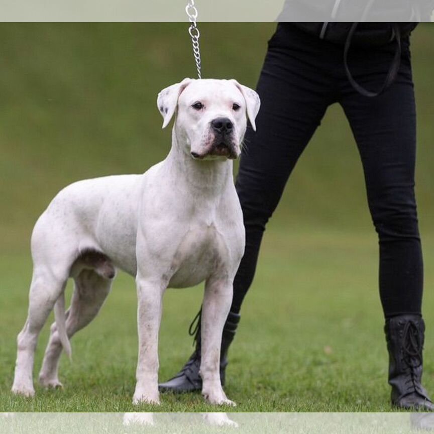 Щенки аргентинского дога