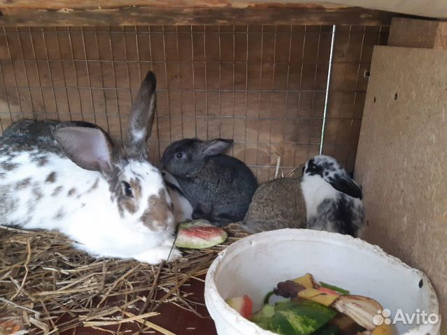 Кролики мясных пород