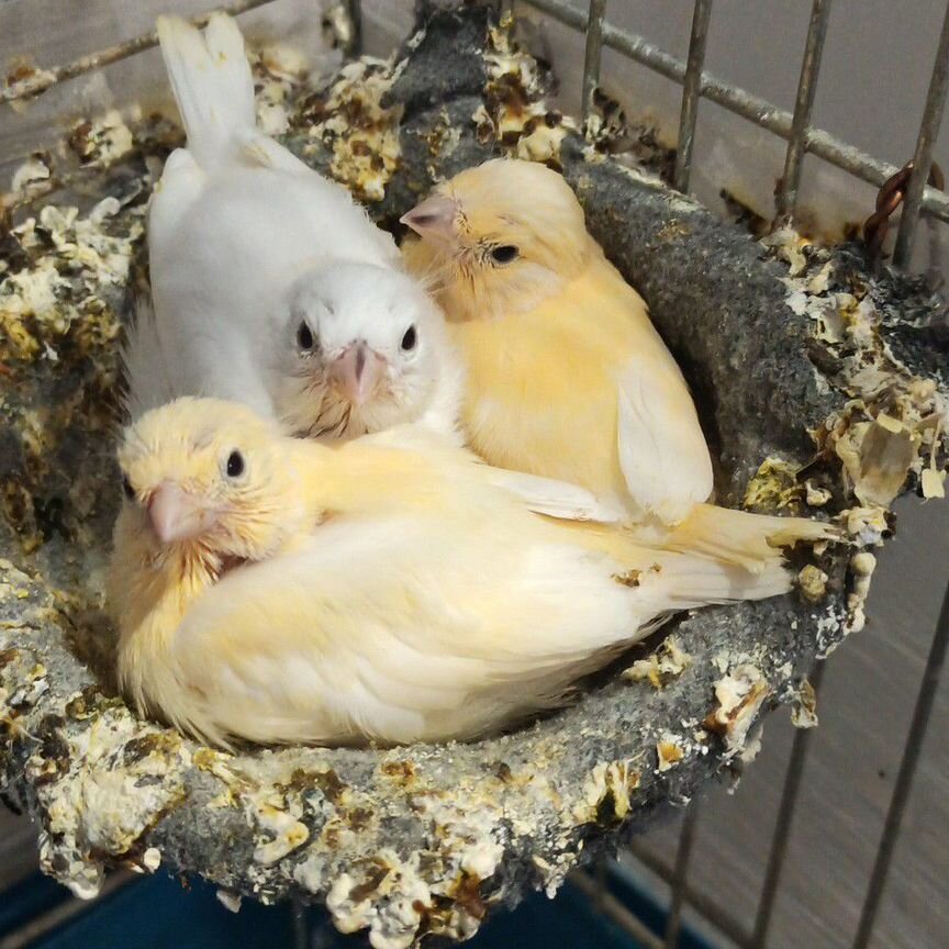 Канарейки