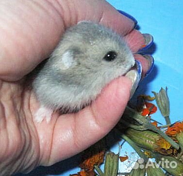 Джунгарские хомочки