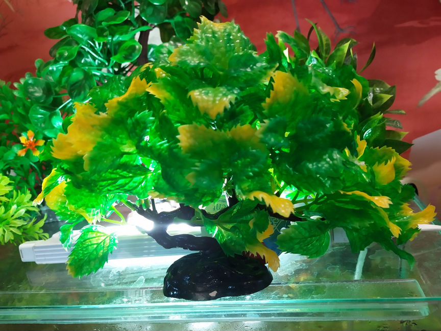 Растения для красоты аквариума