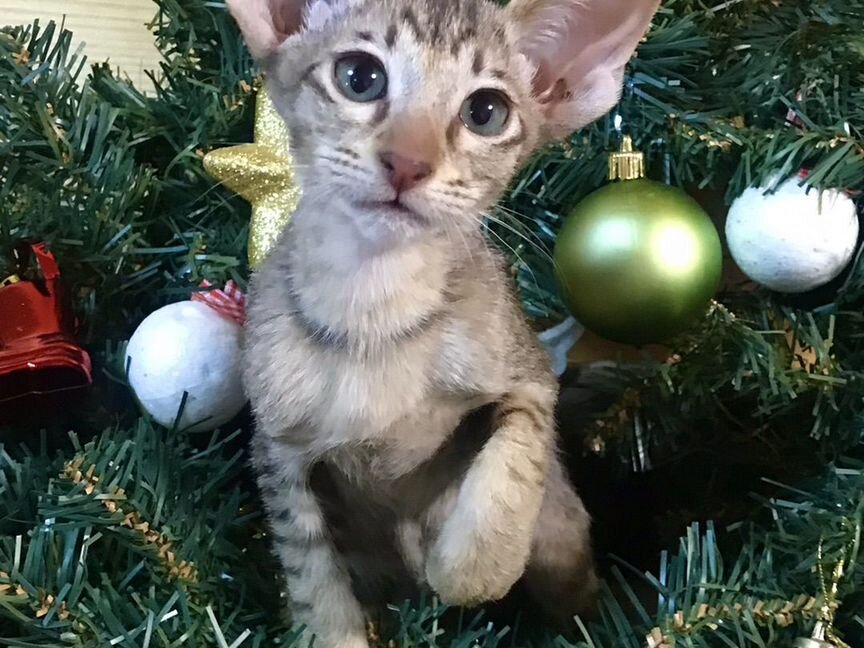 Ориентальные котята