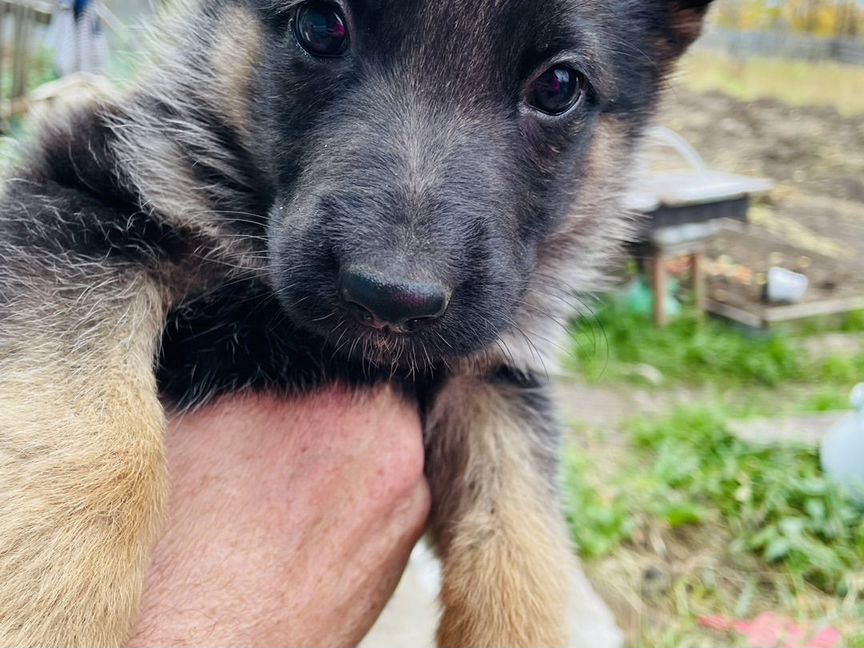 Щенки немецкой овчарки