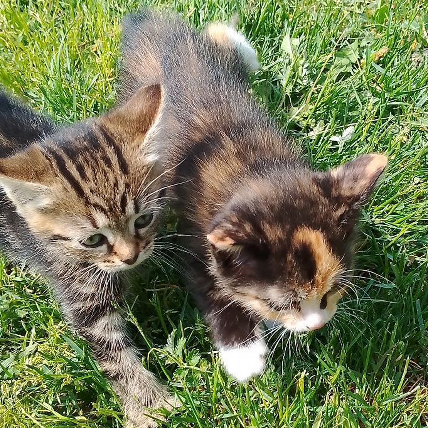 Котёнок от частного владельца