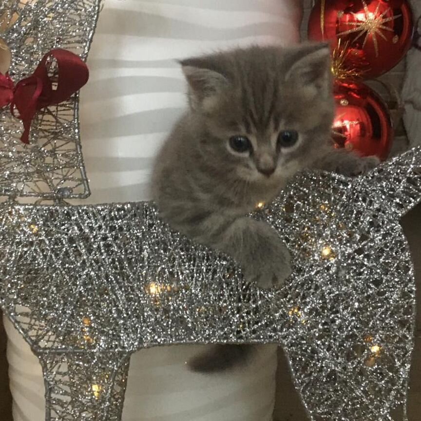 Очаровательный котенок