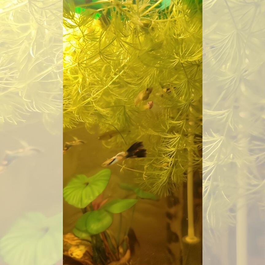 Аквариумные рыбки гуппи