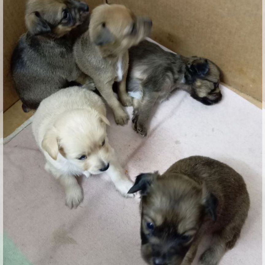 Русский той-терьер, щенок