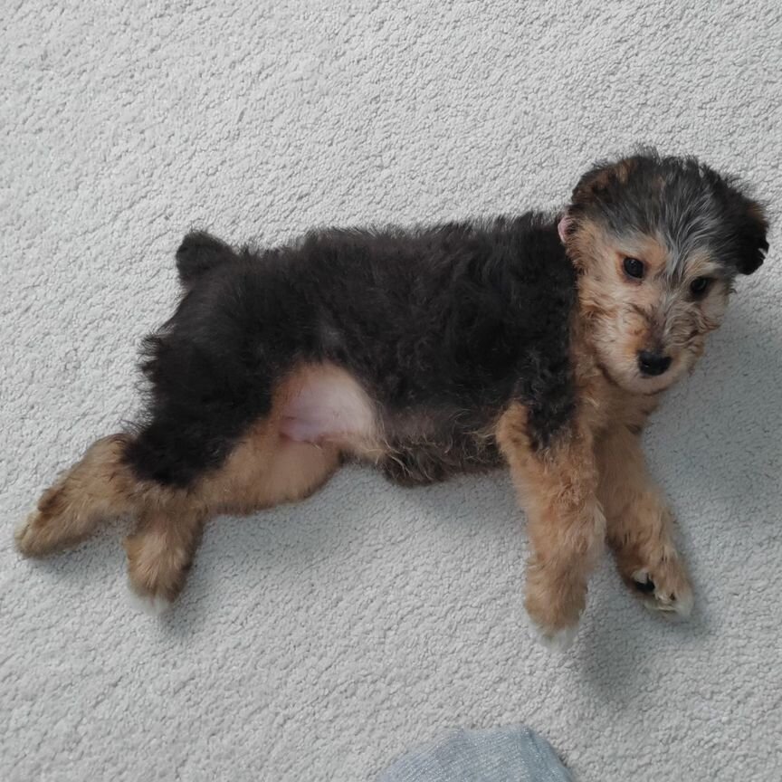 Вельштерьер, щенок