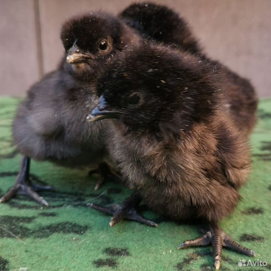 Цыплята ухейилюй