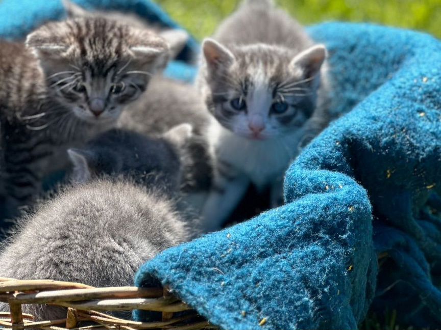 Котята в добрые руки