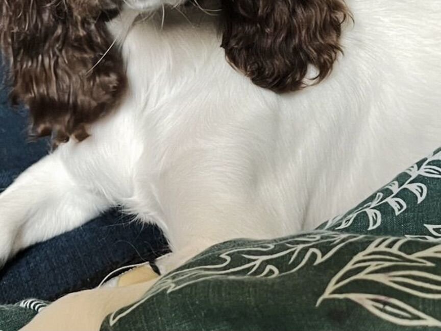 Русский спаниель король Артур