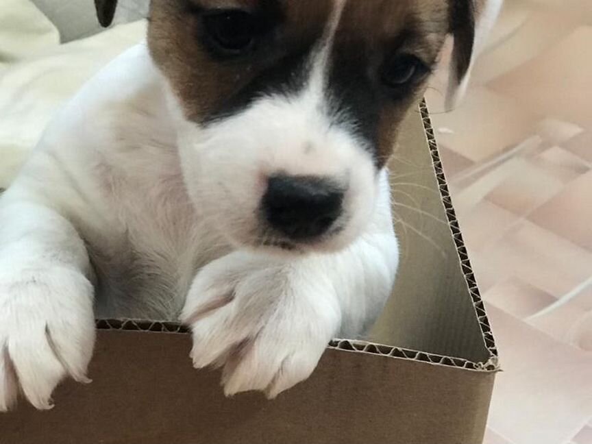 Джек Рассел терьер