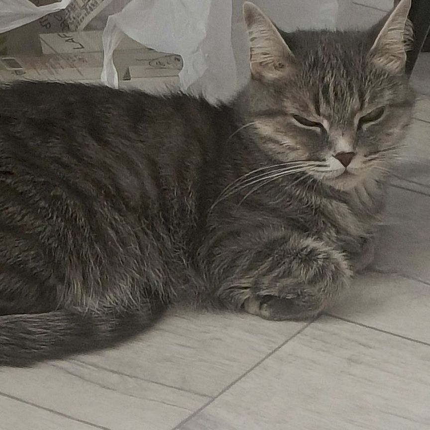 Британская короткошёрстная, взрослая кошка