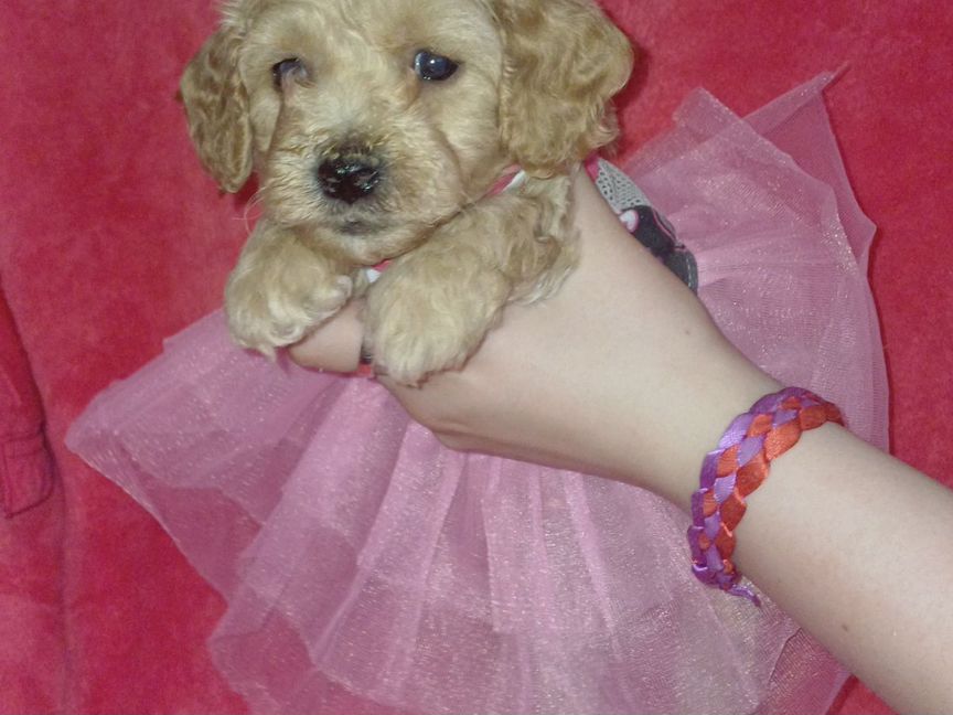 Машьтипу мальчишки