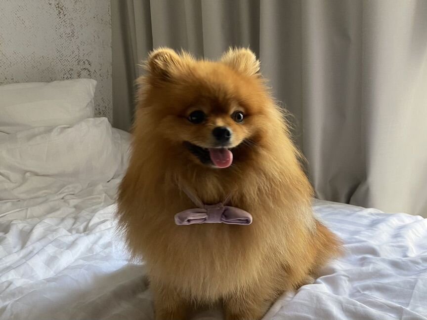 Шпиц для вязки