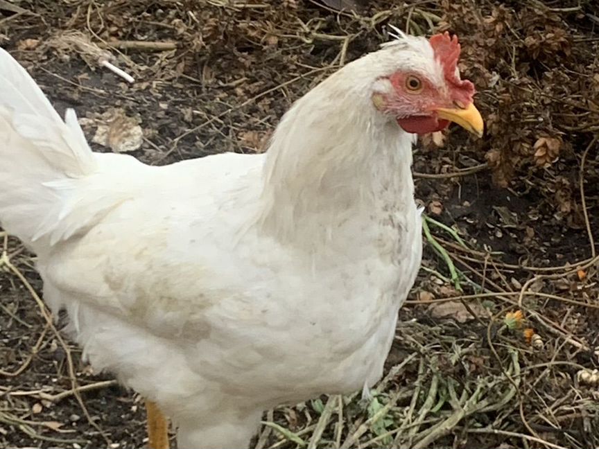 Куры петухи