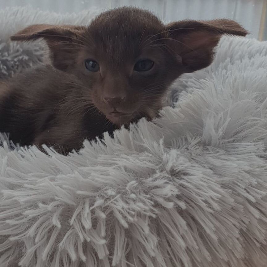 Ориентальный котёнок