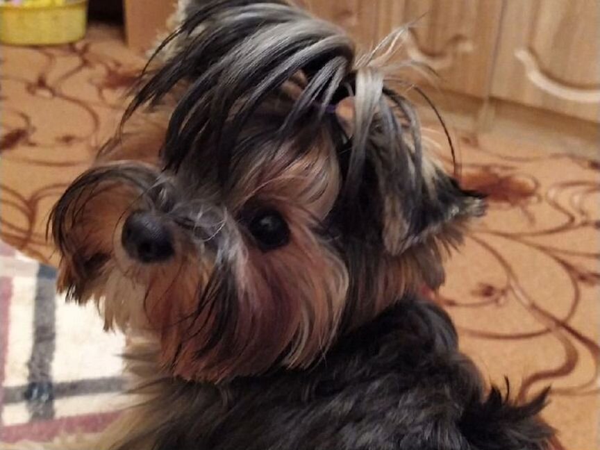 Йоркширский терьер