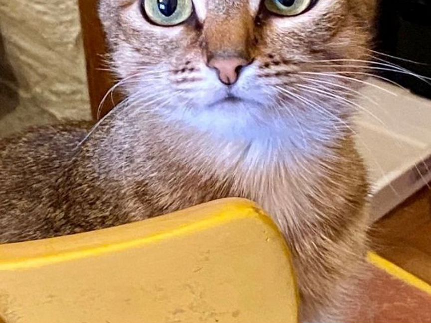 Кошка
