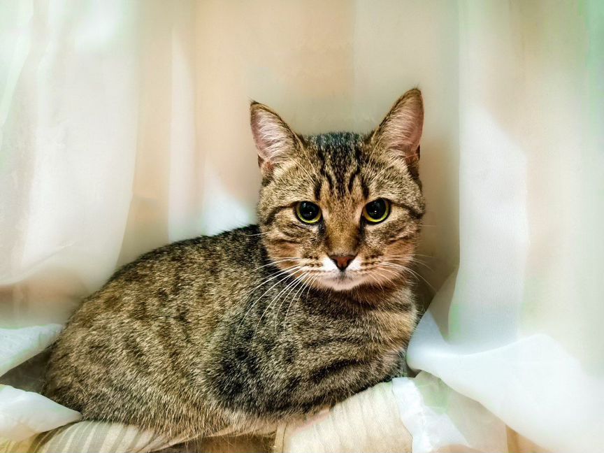 Котик Вилкас ищет дом