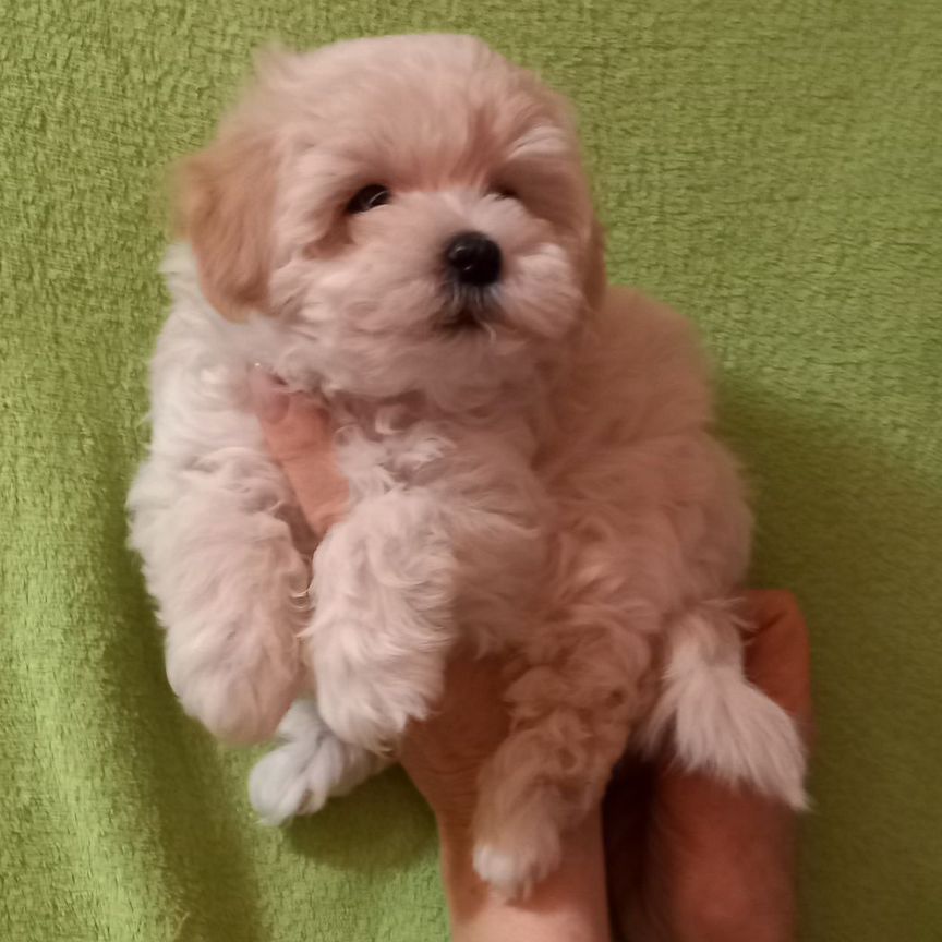 Мальтипу, щенок