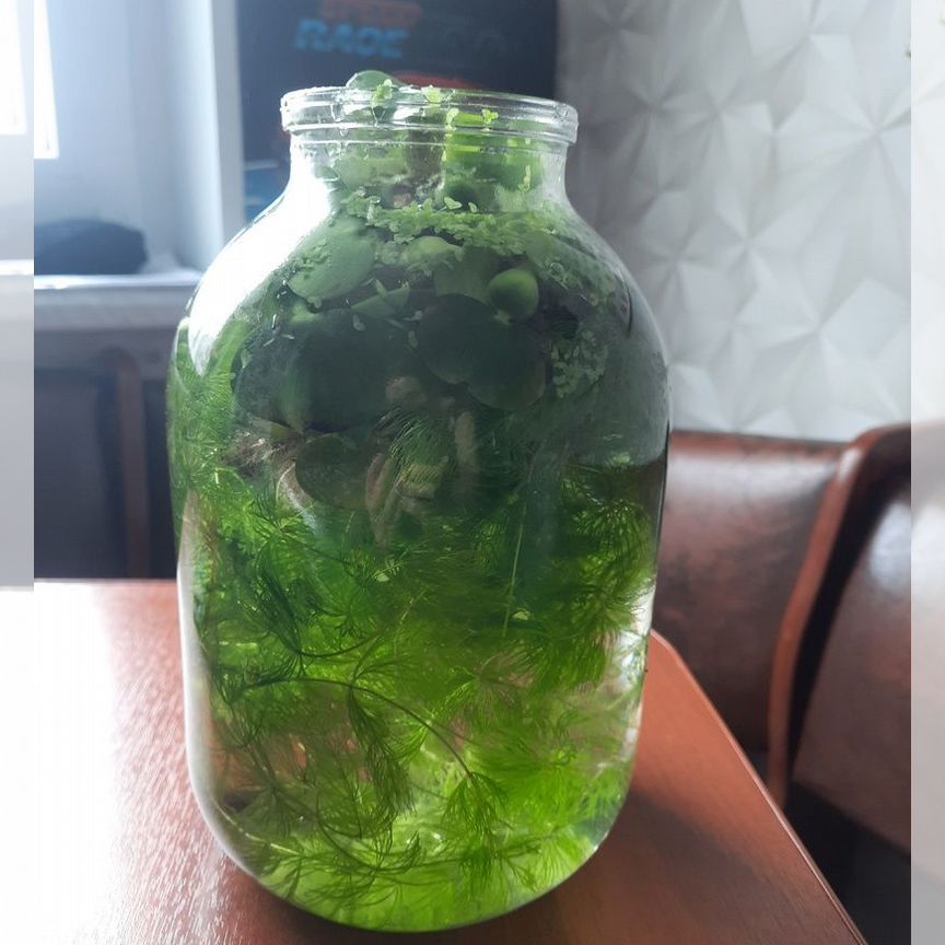 Растения для аквариума прополка