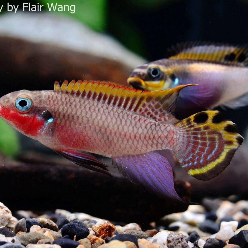 Пельвикахромис таениатус