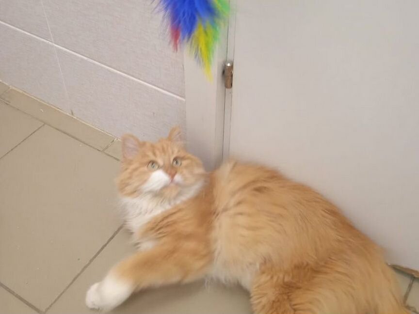 Кошка в добрые руки