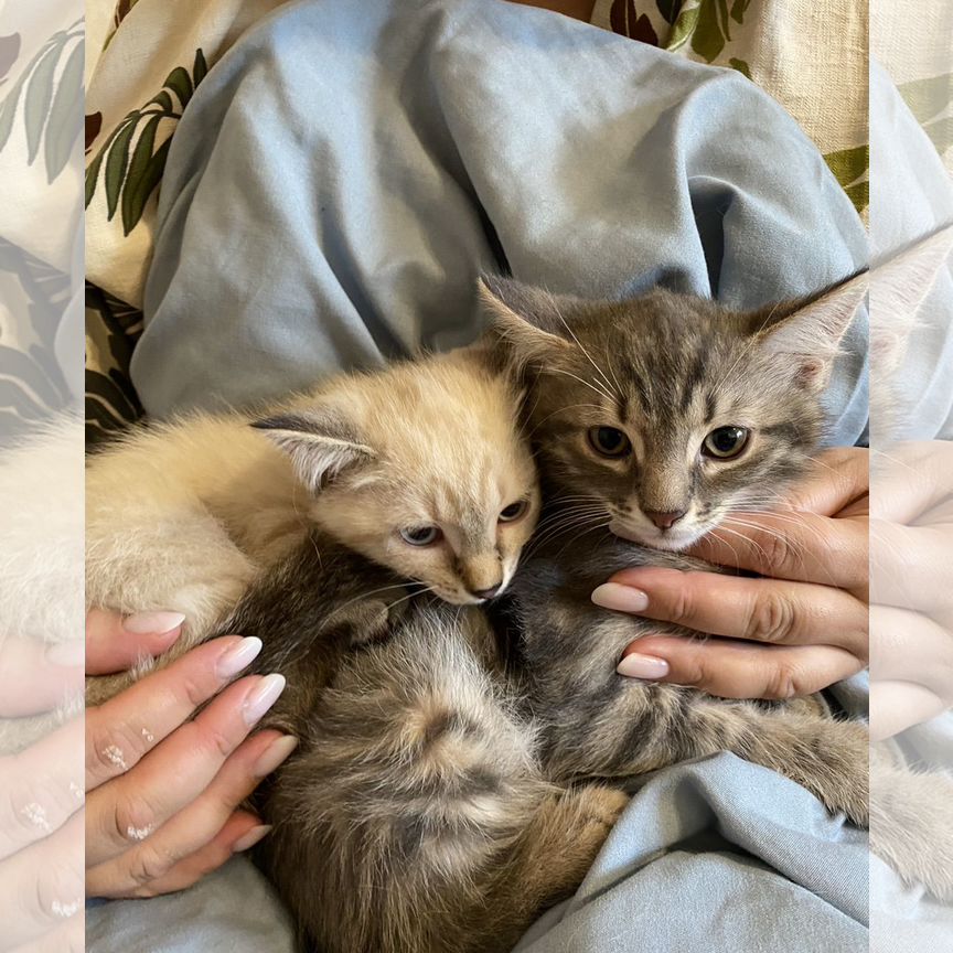 Котята приучены к лотку