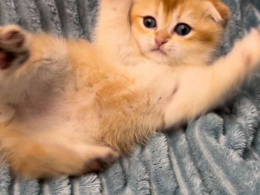 Шотландские котята