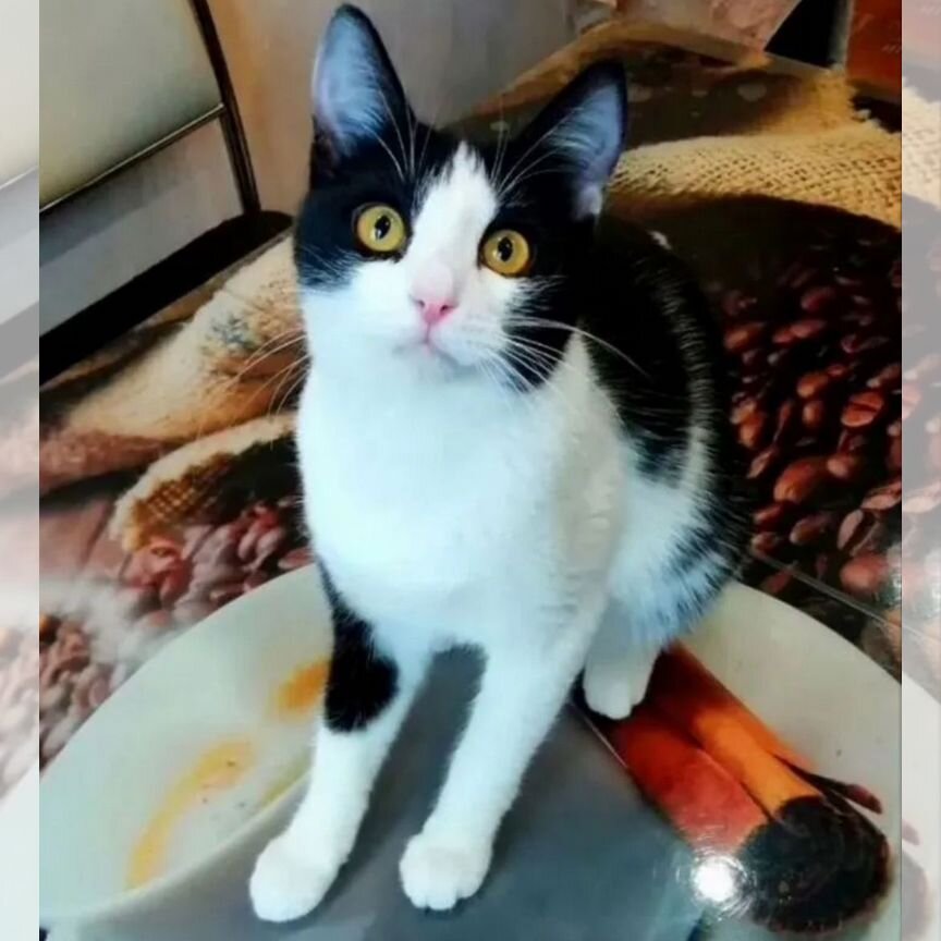 Кошка