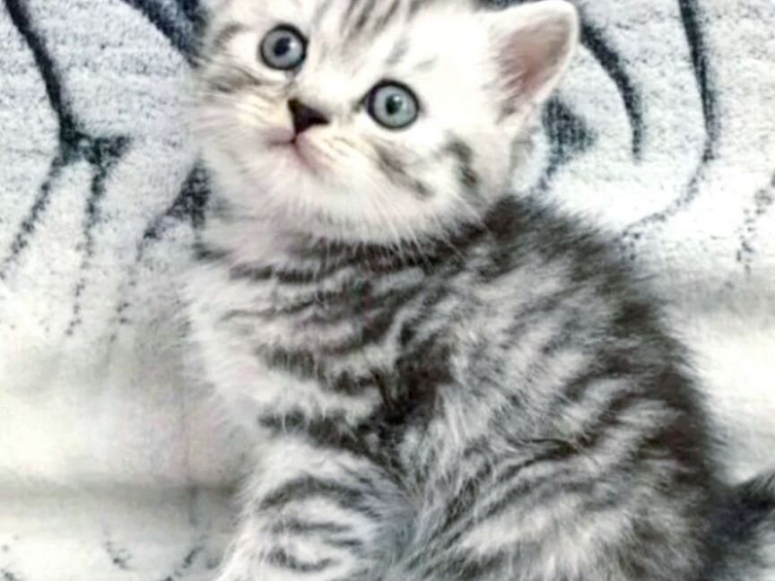 Шотландские Малыши) окрас Вискас