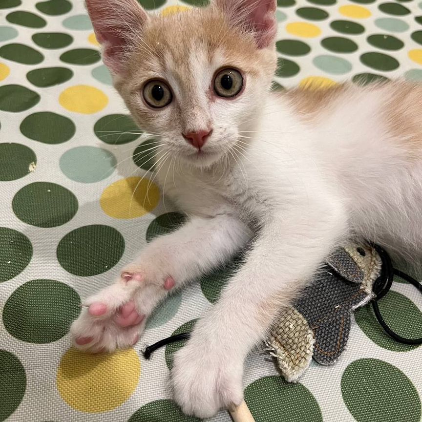 Котёнок в добрые руки