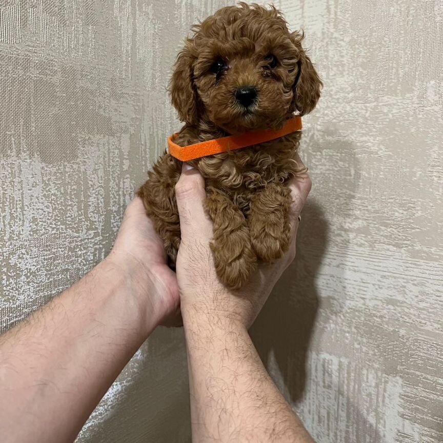 Той-пудель, щенок