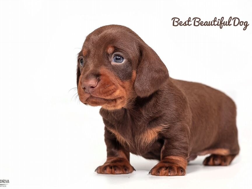 Шоколадный красавчик