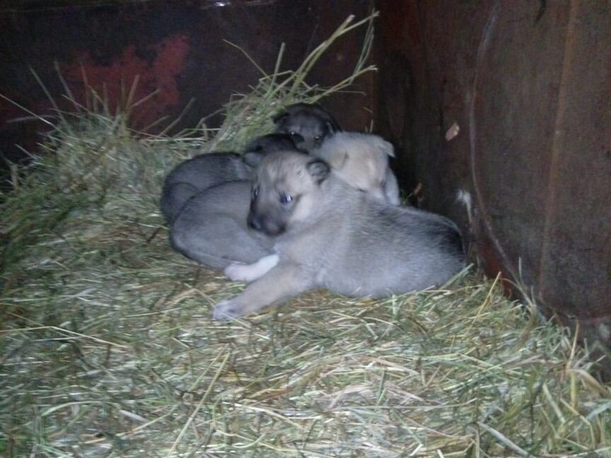 Собаки щенки