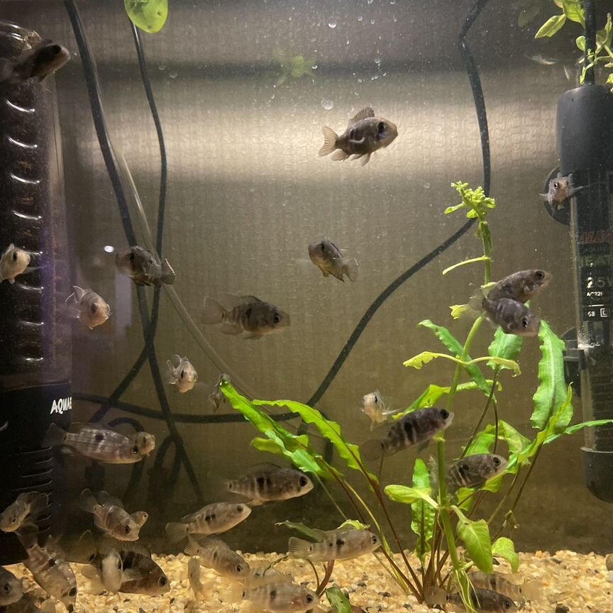 Малёк акары бирюзовой 1.5-2 см